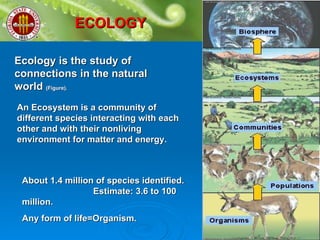 Ecosystems: How do they work? | PPT