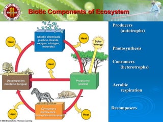 Ecosystems: How do they work? | PPT