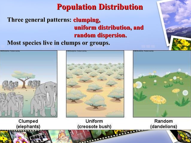 Population Ecology | PPT | Environment | Science