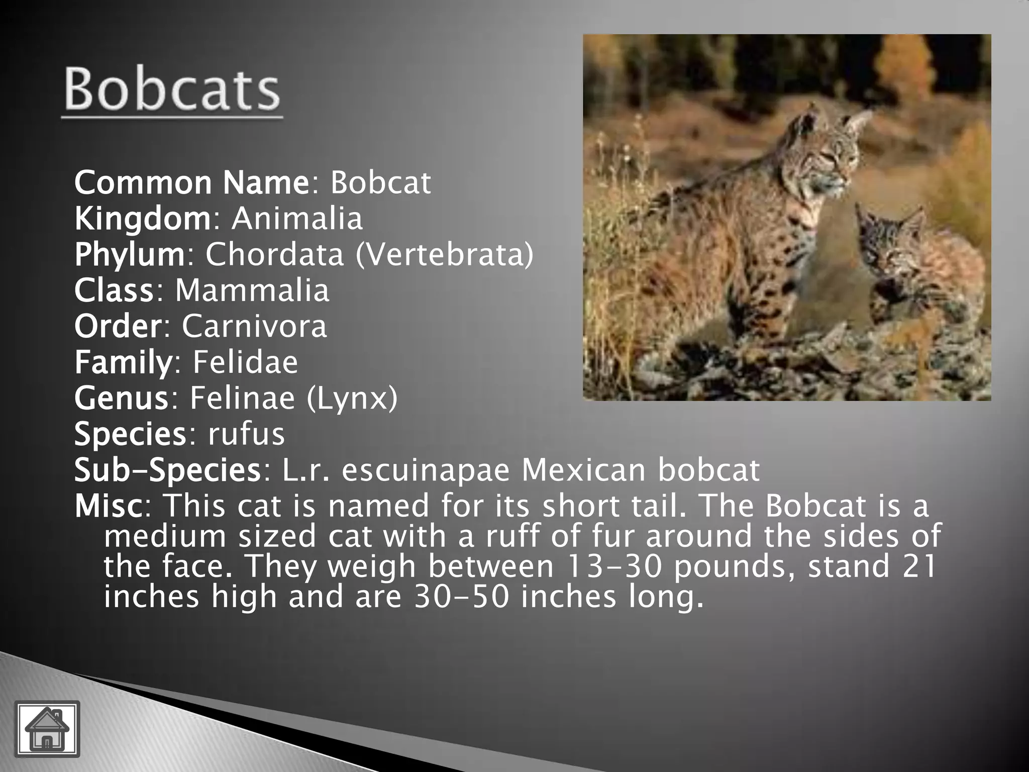 Big Cat Rescue Info Kiosk | PPTX | Cats | Pets