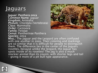 Big Cat Rescue Info Kiosk | PPTX | Cats | Pets