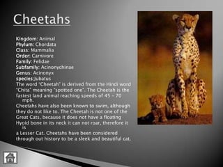 Big Cat Rescue Info Kiosk | PPTX | Cats | Pets