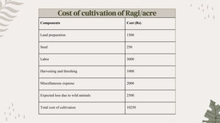 Millet Cultivation Rac Pptx