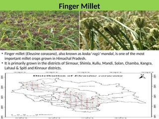Millet cultivation technology in HP.pptx