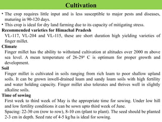 Millet cultivation technology in HP.pptx