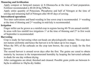 Millet cultivation technology in HP.pptx