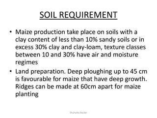 Maize and Millets | PPTX