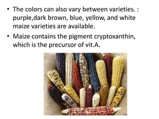 Maize and Millets | PPTX