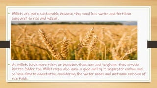 millets.pptx3426hb 4w5 ywhw354hgwb45 w43 | PPTX