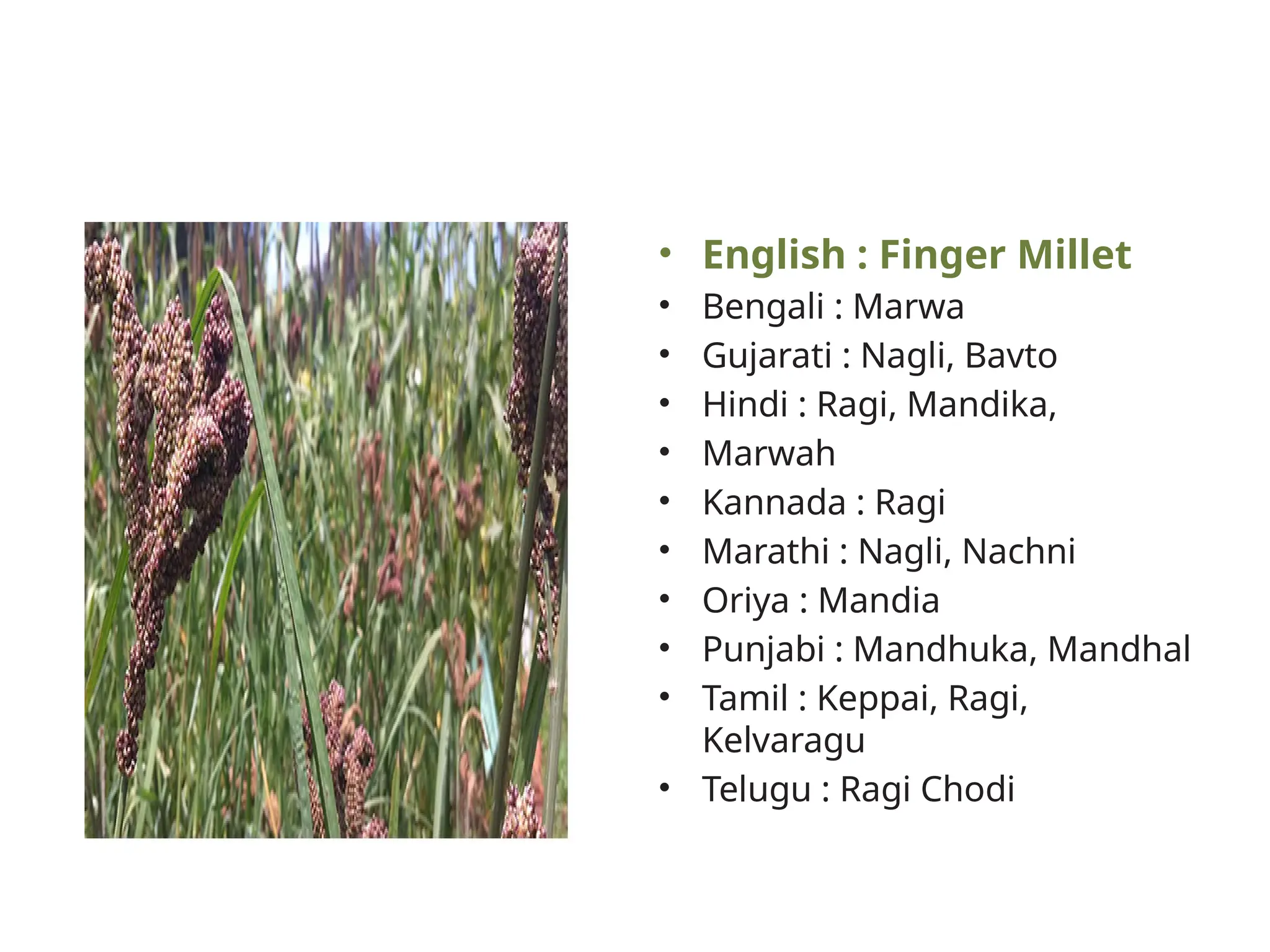 Millets types and their scientific names | PPTX