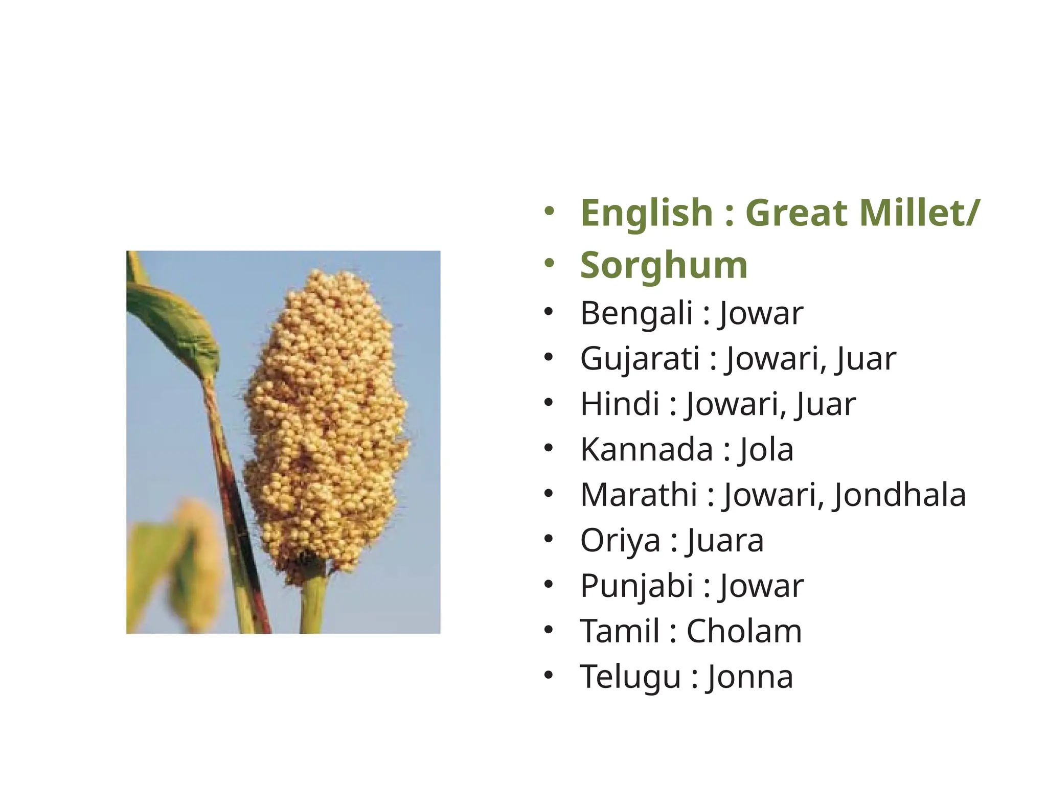 Millets types and their scientific names | PPTX