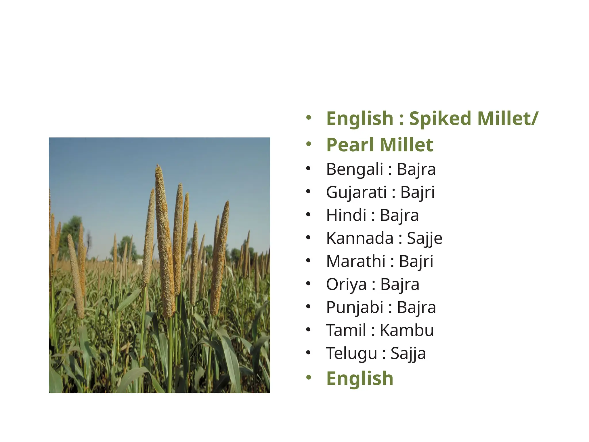 Millets types and their scientific names | PPTX