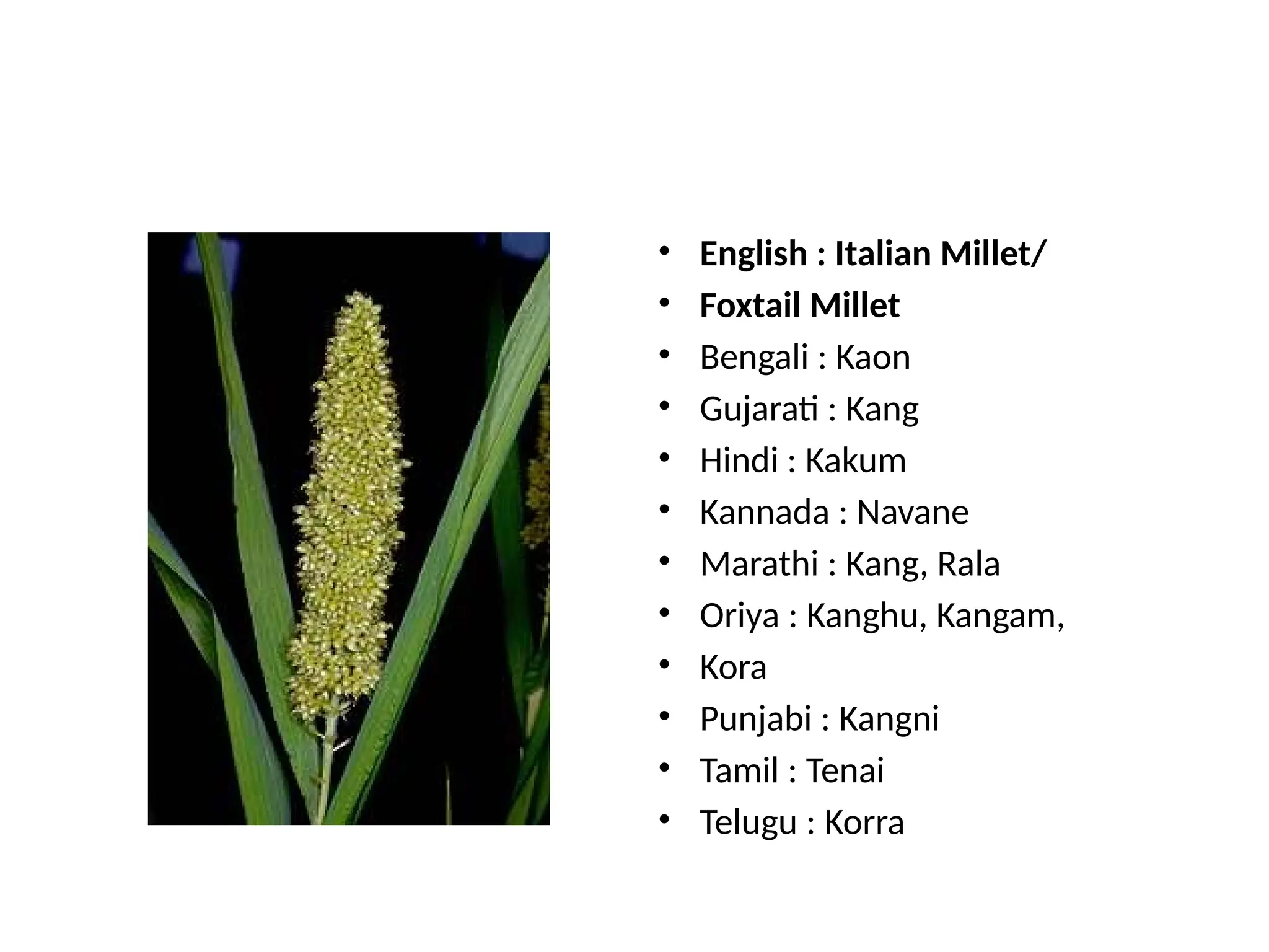 Millets types and their scientific names | PPTX