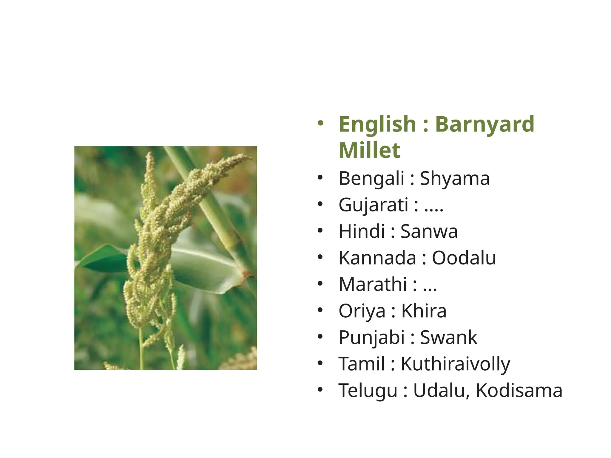 Millets types and their scientific names | PPTX