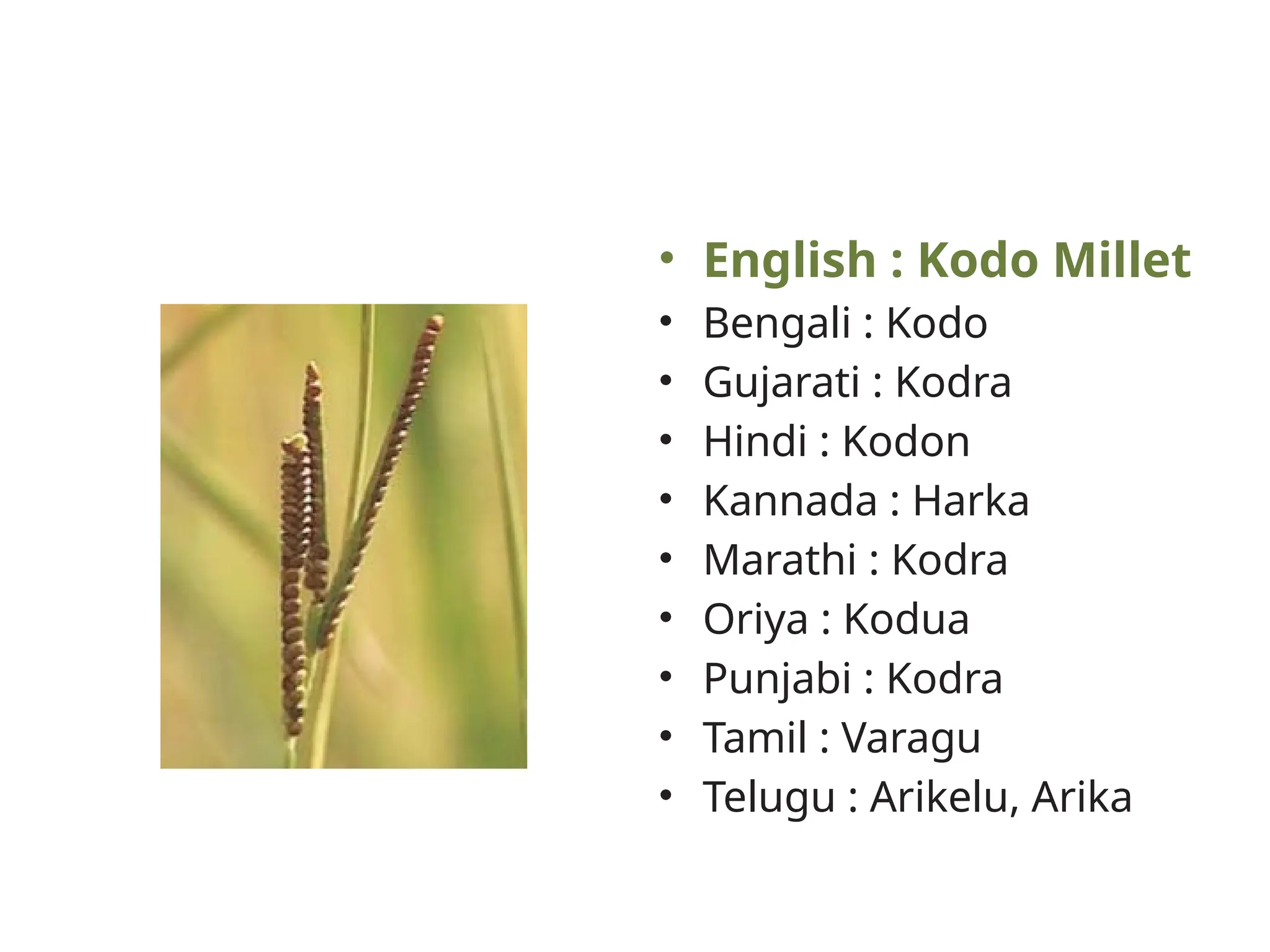 Millets types and their scientific names | PPTX