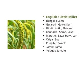Millets types and their scientific names | PPTX