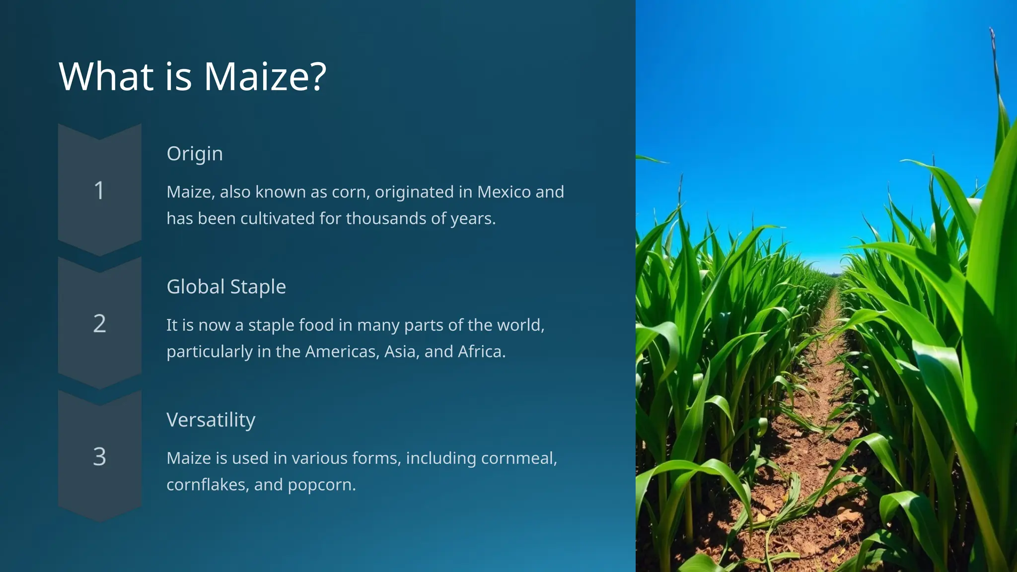 Millets-and-Maize-A-Comparative-Overview.pptx | Healthy Cooking and Eating | Food & Drink