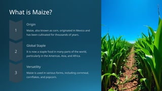 Millets-and-Maize-A-Comparative-Overview.pptx | Healthy Cooking and ...