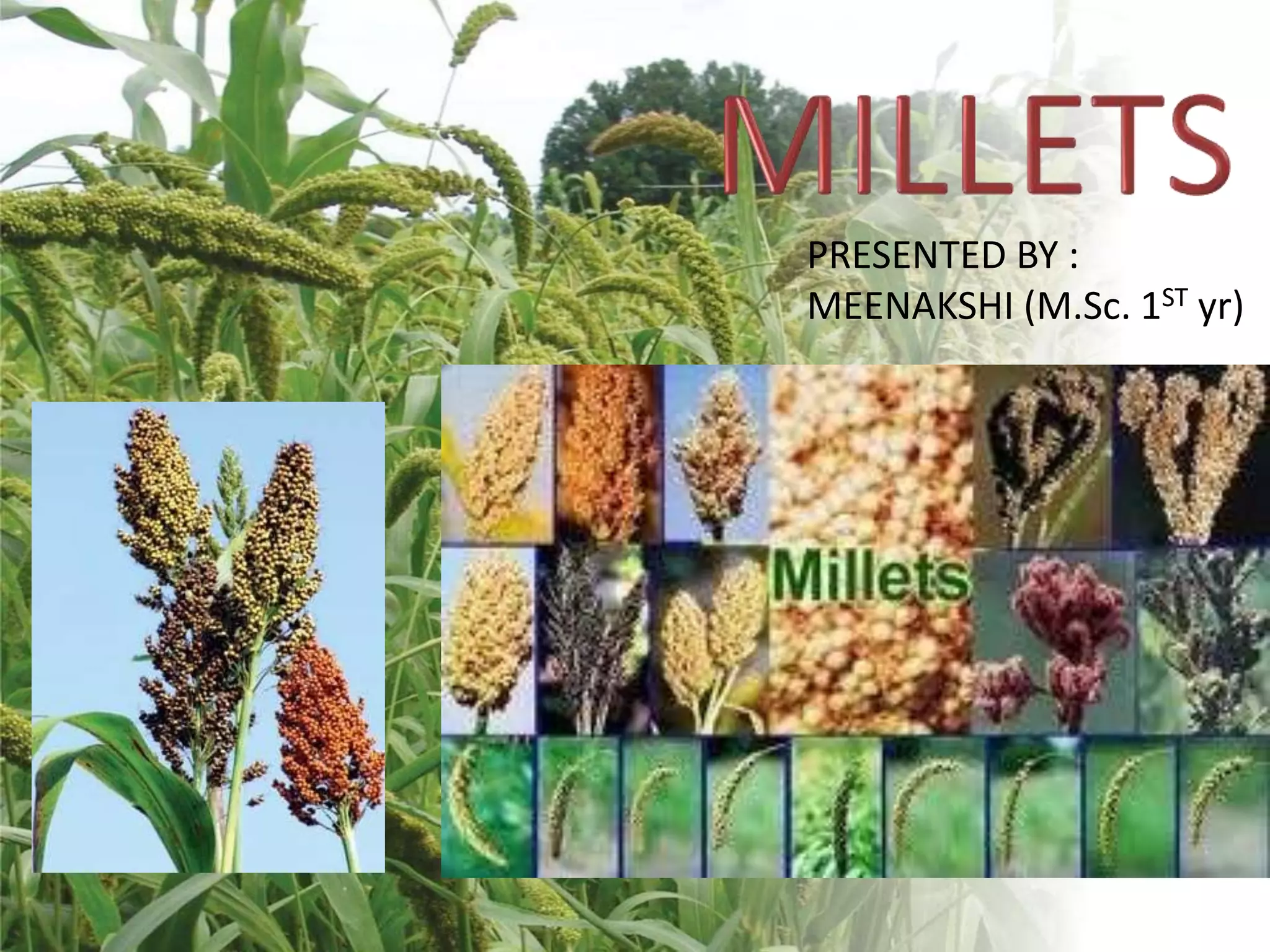 Millets | PPTX