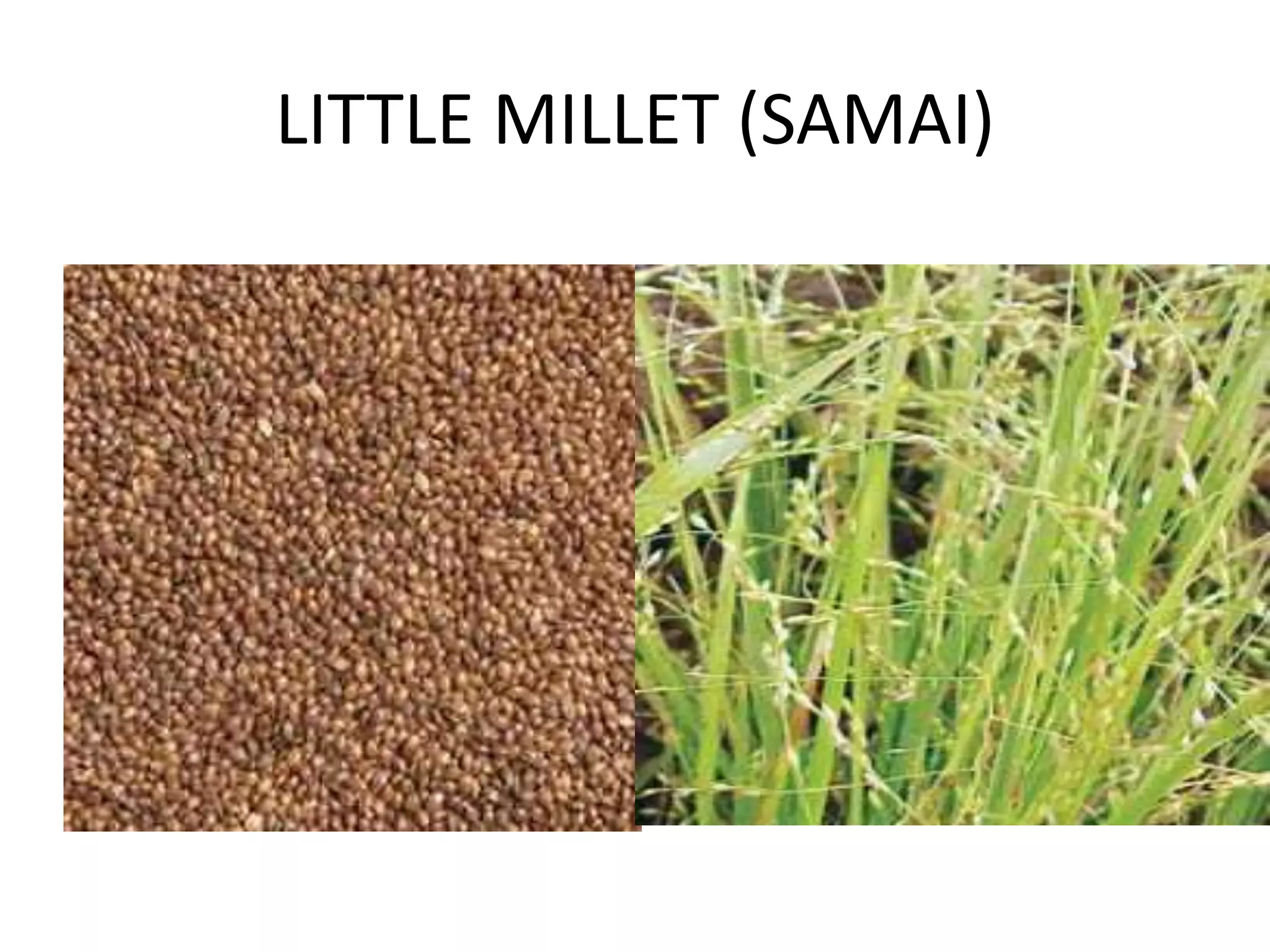 Millets | PPTX