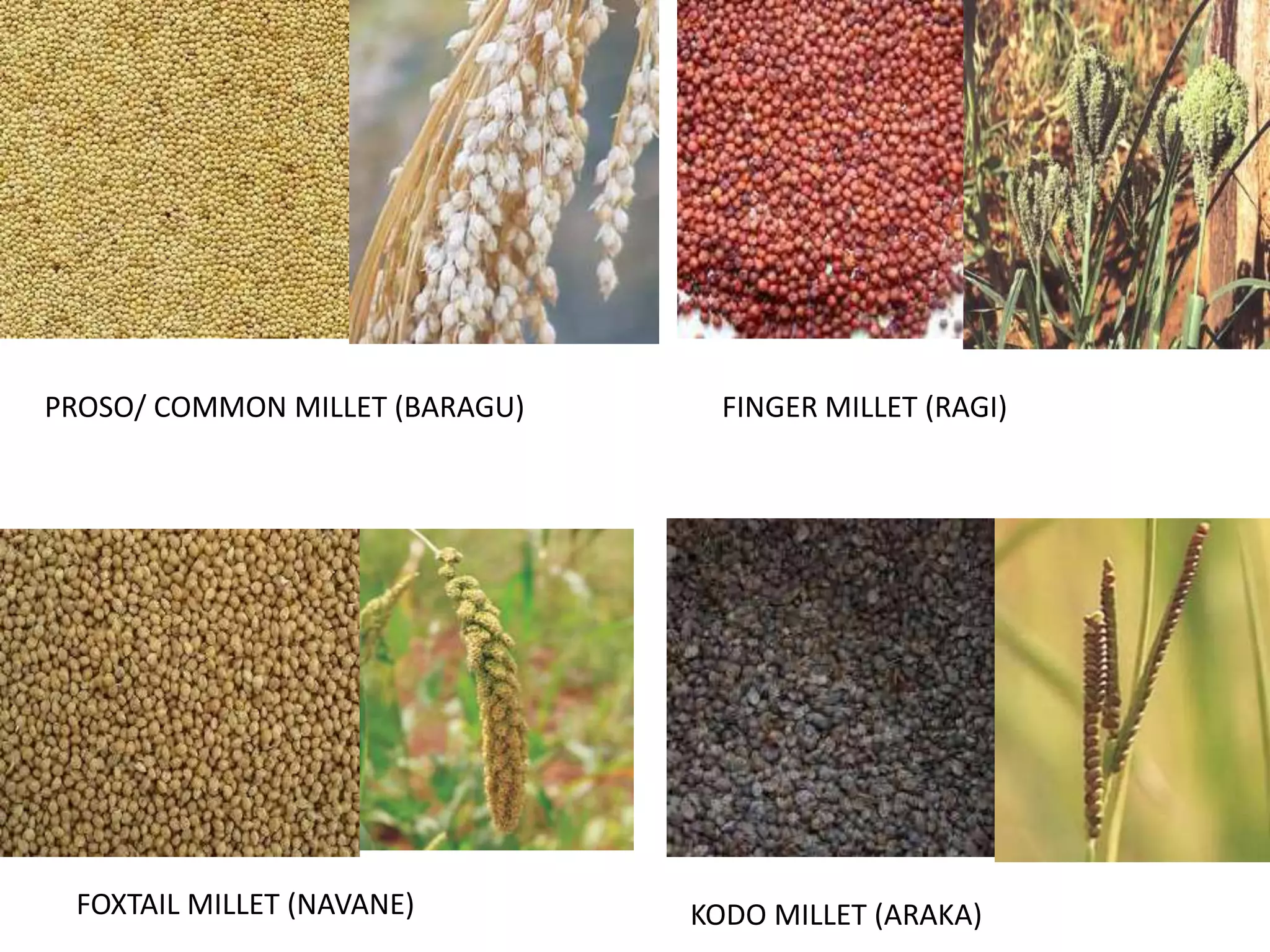 Millets | PPTX