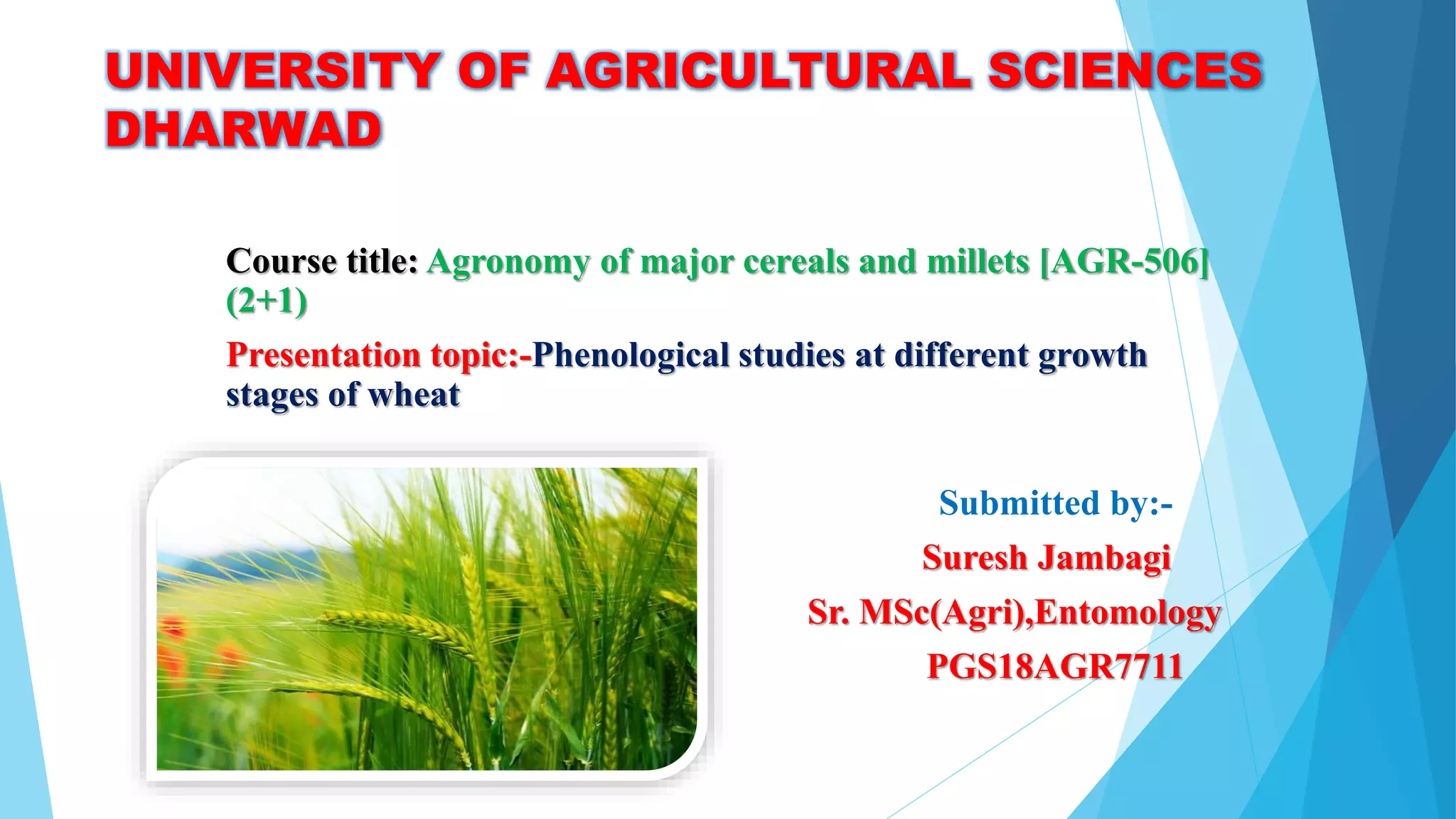 growth stages of wheat | PPTX