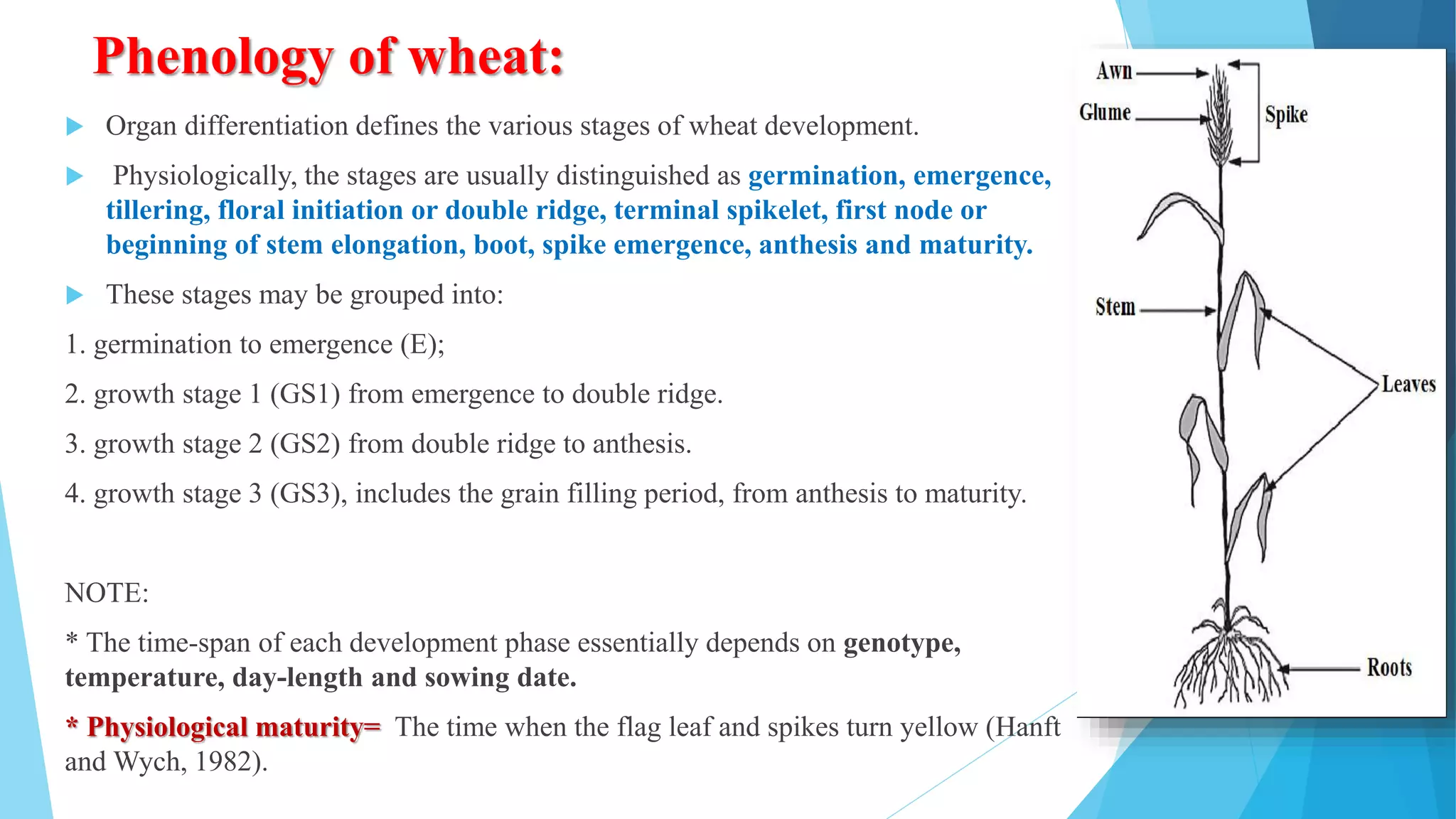 growth stages of wheat | PPTX