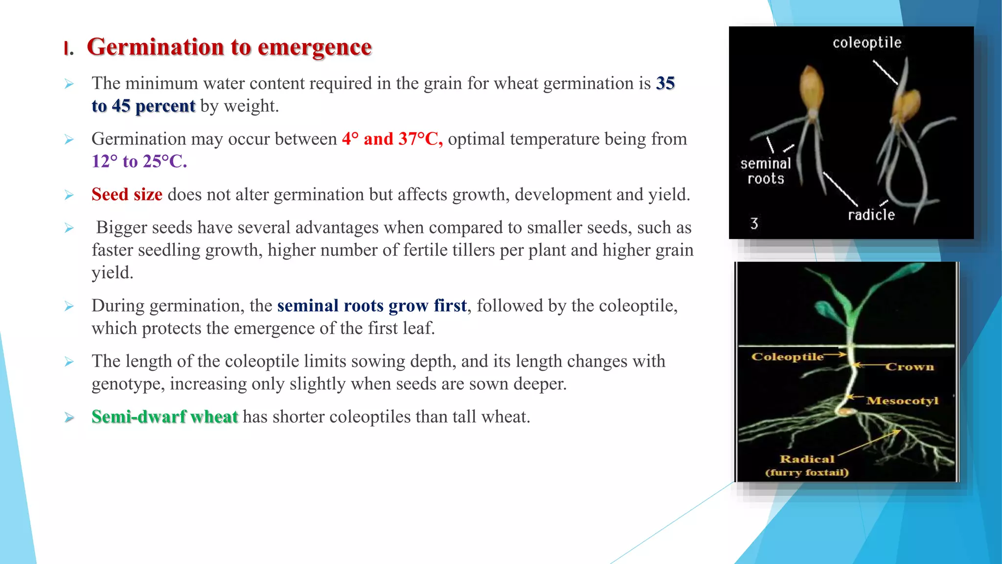 growth stages of wheat | PPTX
