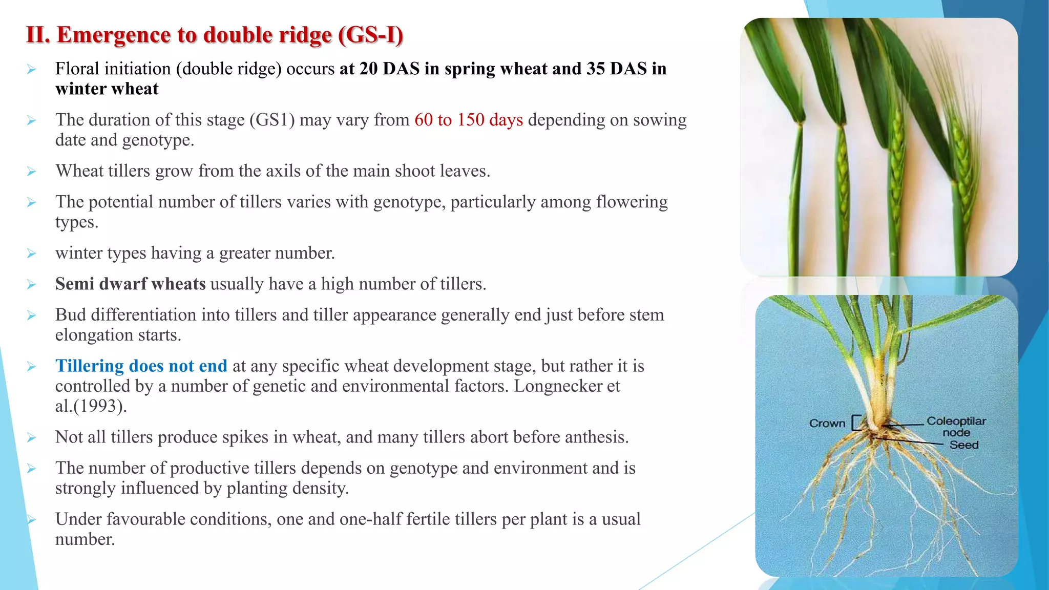 growth stages of wheat | PPTX