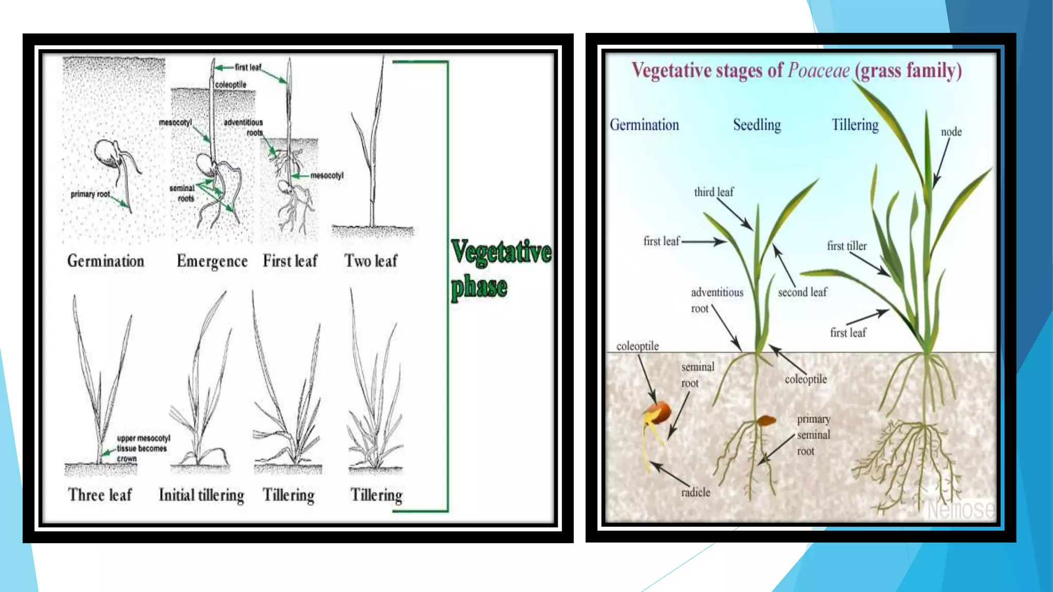 growth stages of wheat | PPTX