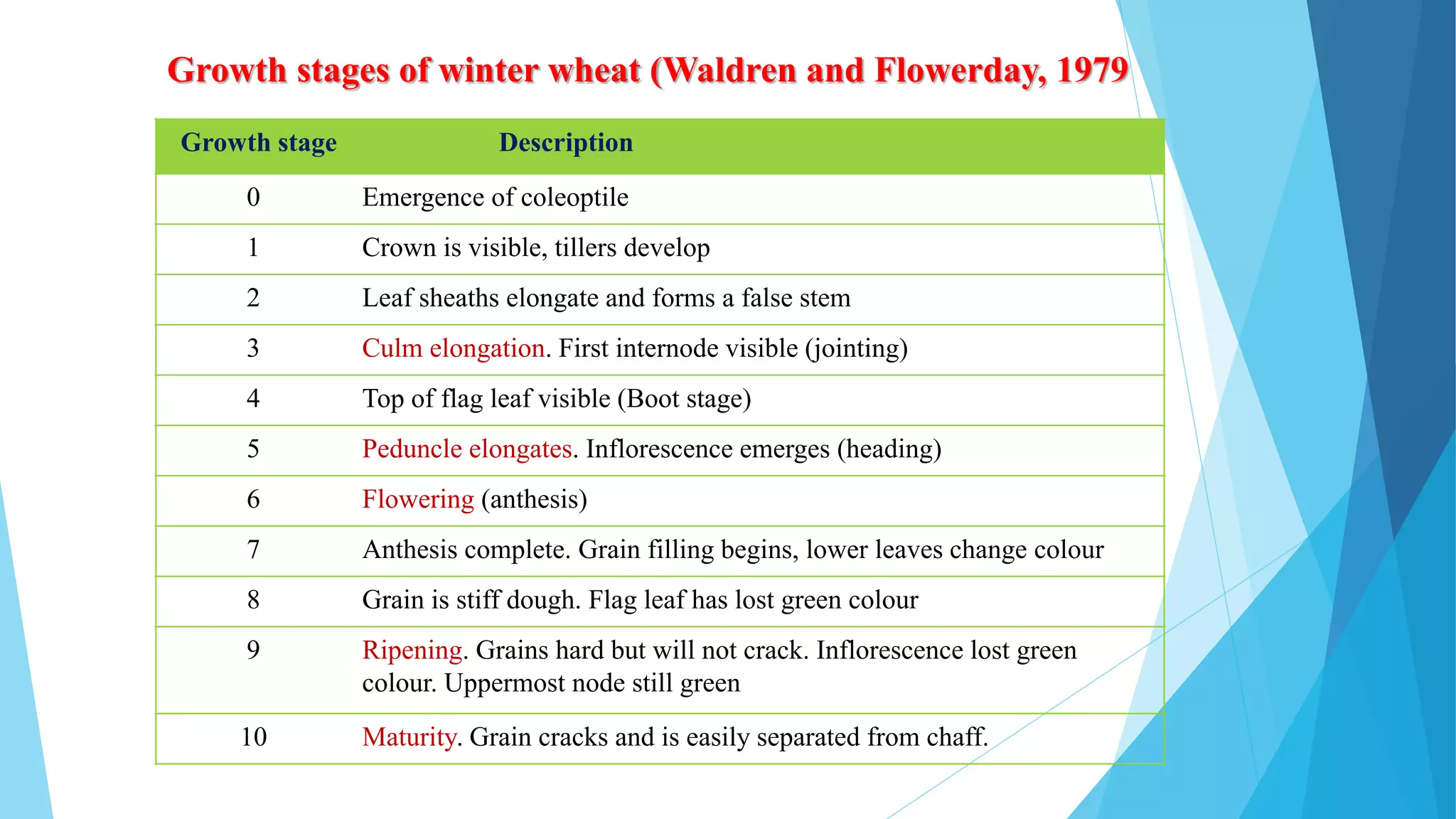 growth stages of wheat | PPTX