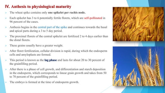 growth stages of wheat | PPTX