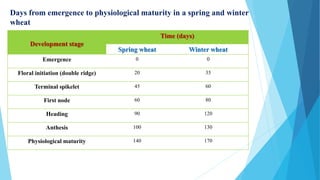 growth stages of wheat | PPTX
