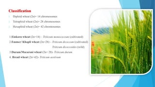 growth stages of wheat | PPTX