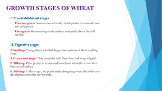 growth stages of wheat | PPTX