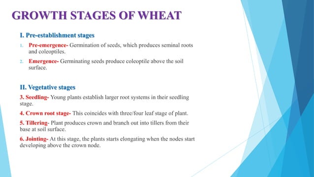 growth stages of wheat | PPTX