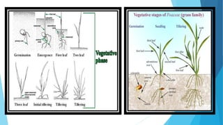 growth stages of wheat | PPTX