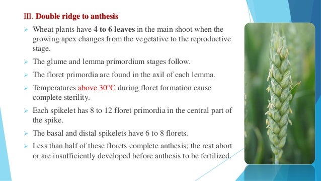 growth stages of wheat