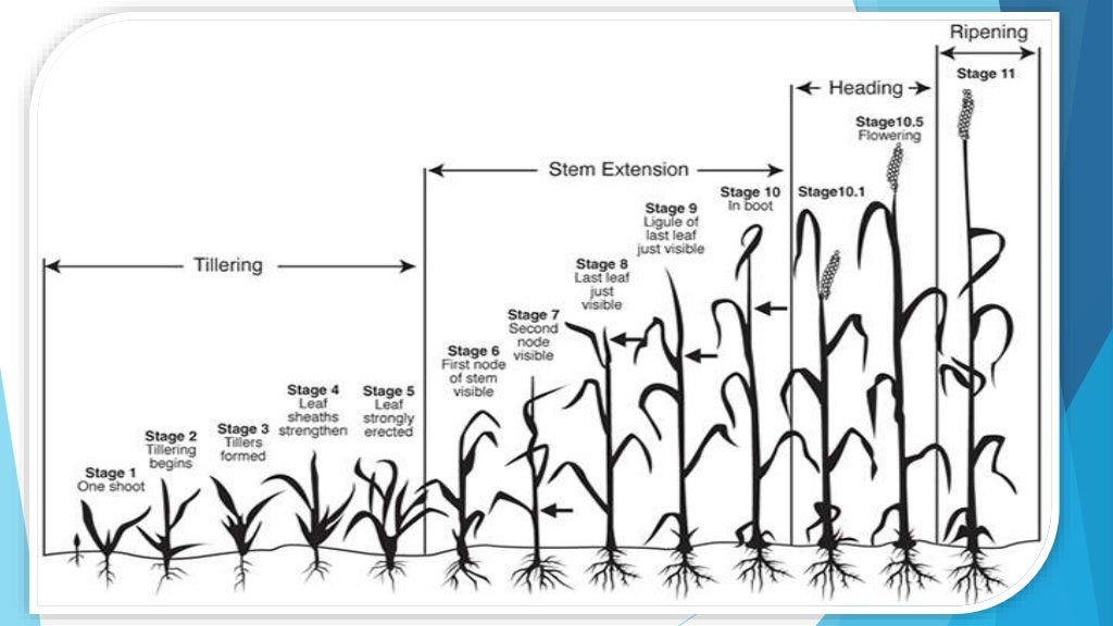 growth stages of wheat