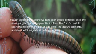 common mllipede | PPT
