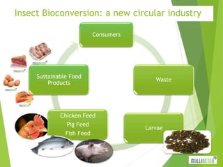 Insect Bioconversion - Nouchka De Craene, Millibeter | PPT