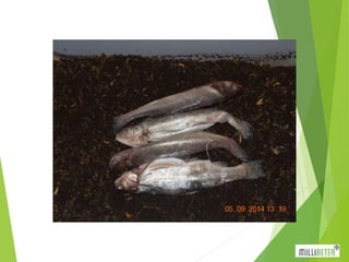 Insect Bioconversion - Nouchka De Craene, Millibeter | PPT