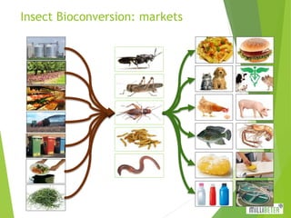 Insect Bioconversion - Nouchka De Craene, Millibeter | PPT