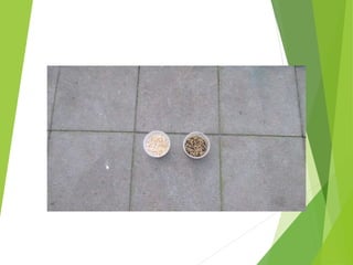 Insect Bioconversion - Nouchka De Craene, Millibeter | PPT