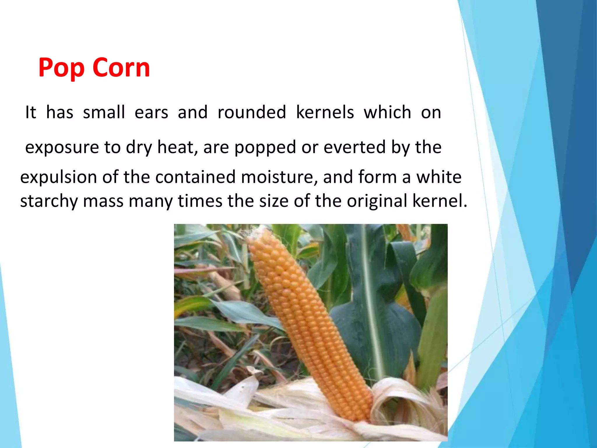 Milling of corn.ppt