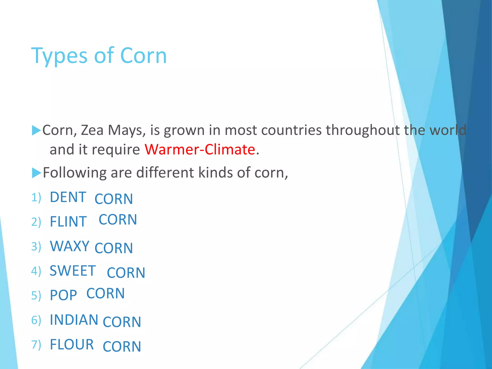 Milling of corn.ppt