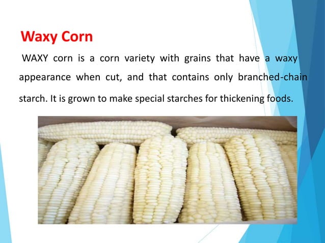 Milling of corn.ppt | Cooking | Food & Drink