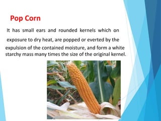 Milling of corn.ppt