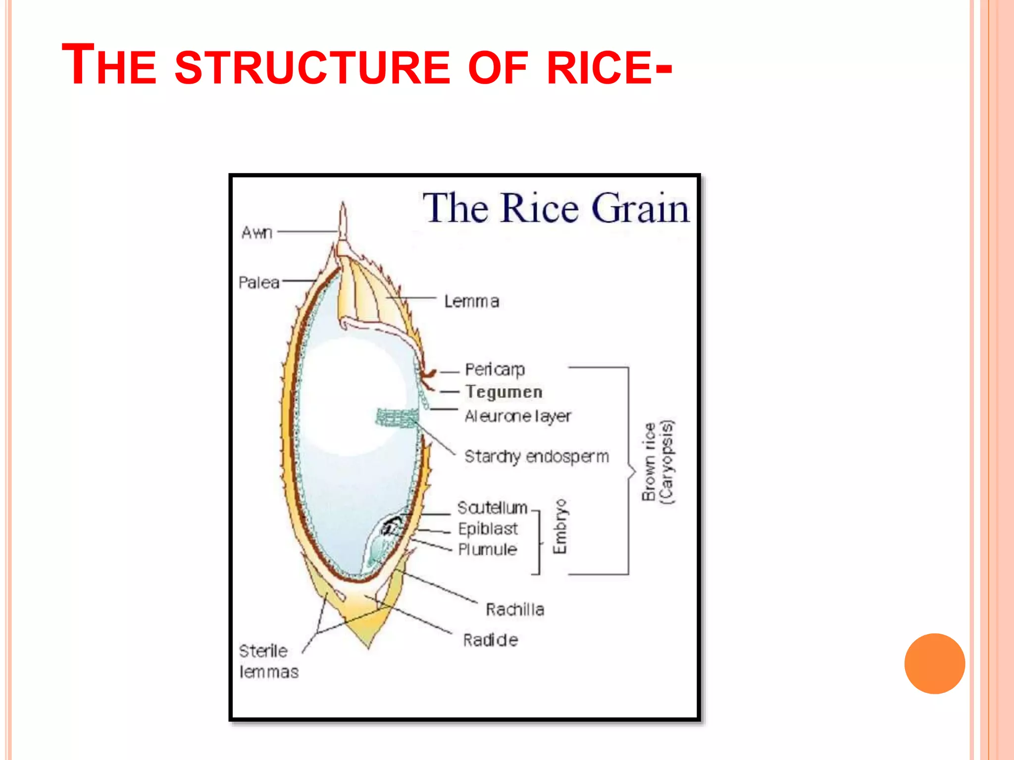Milling process ( RICE & DAL ) | PPTX