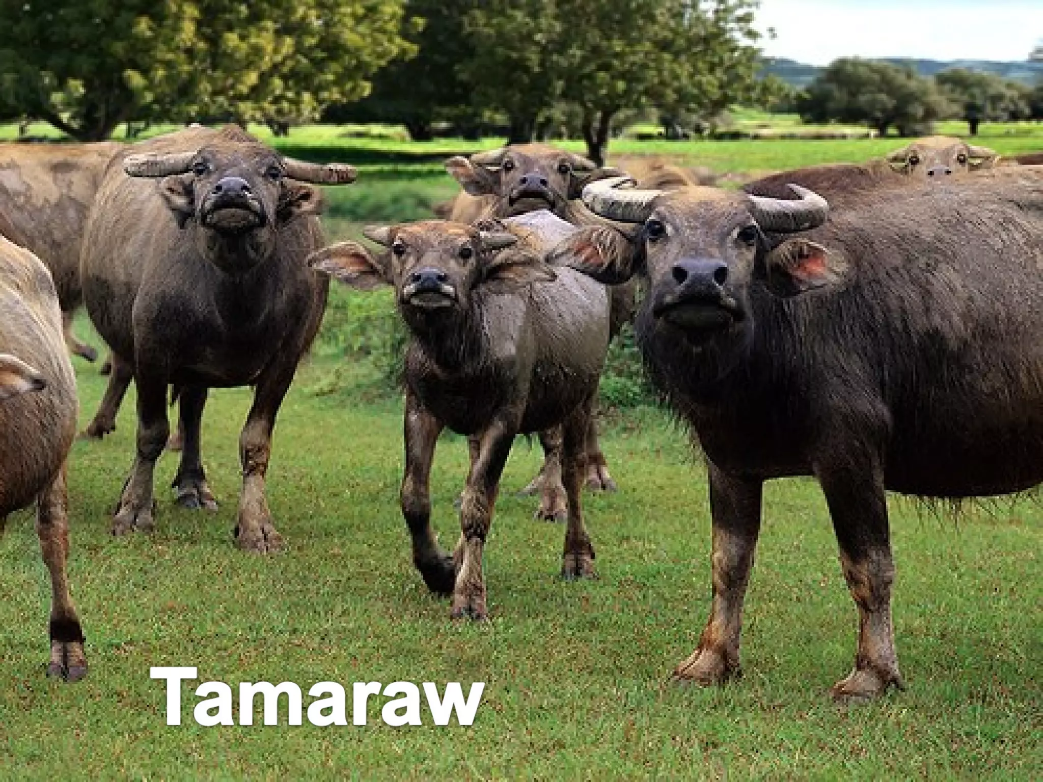 Rehiyon IV-B (Mimaropa) | PPT